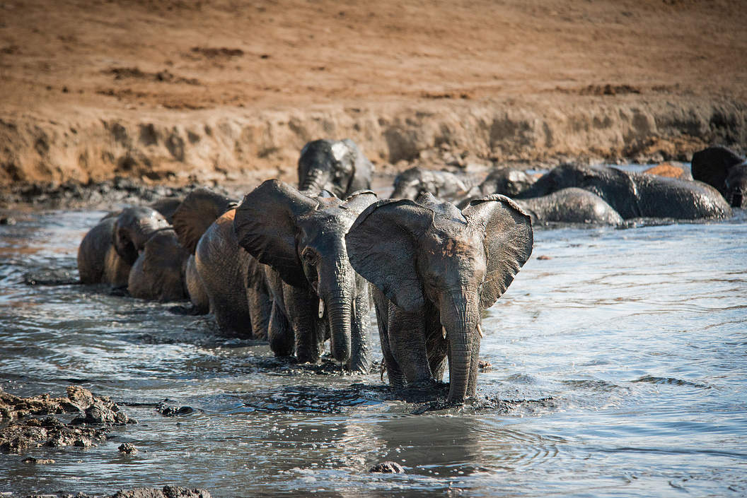 Découverte du Sheldrick Wildlife Trust et de ses éléphants - Chronomundi